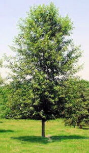 Hybrid Poplar OP-367 Male Live Tree | Hybrid Poplar Trees